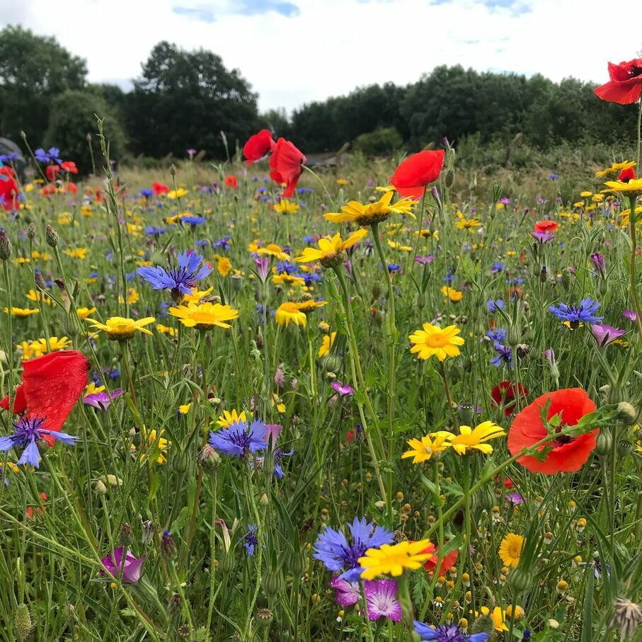 Species Rich Wildflower Turf - The Otter Nursery